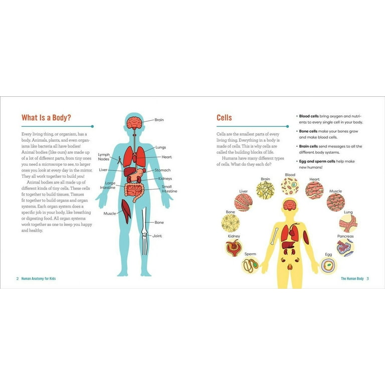 Human Body Cells For Kids