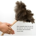 14-Inch Genuine Natural Ostrich Feather Duster with Wooden Handle and ...