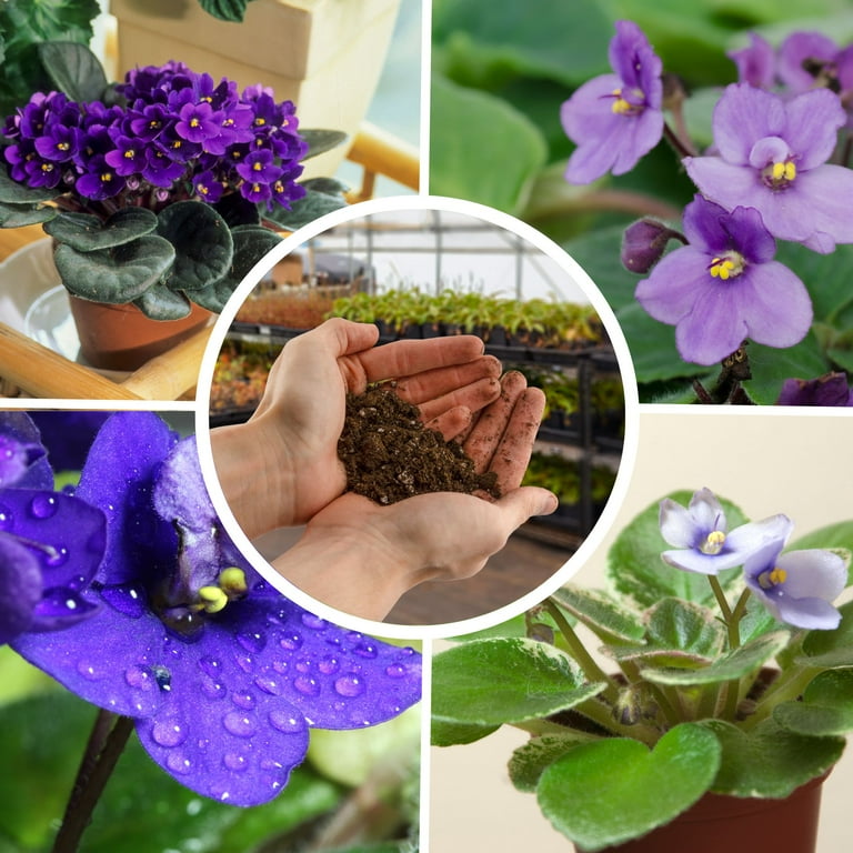African Violet Potting Soil Mix 4 Quarts Custom Hand Blended soil Additive for Indoor Plants Walmart