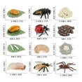 Big Savings, Insect Growth Cycle Ornaments Spider Seven-star Tarantula ...