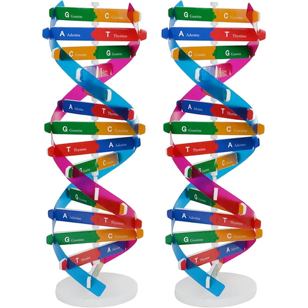 Dna Structure Models