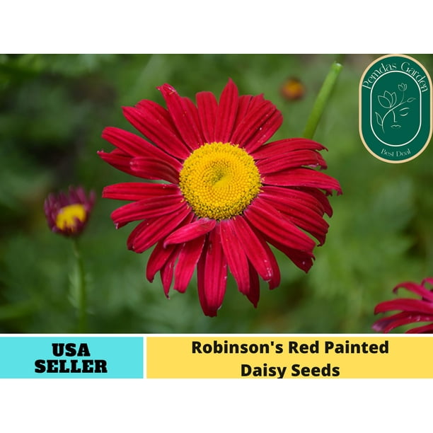 100 Seeds| Robinson's Red Painted Daisy Seeds - Authentic Seeds ~ GMO ...