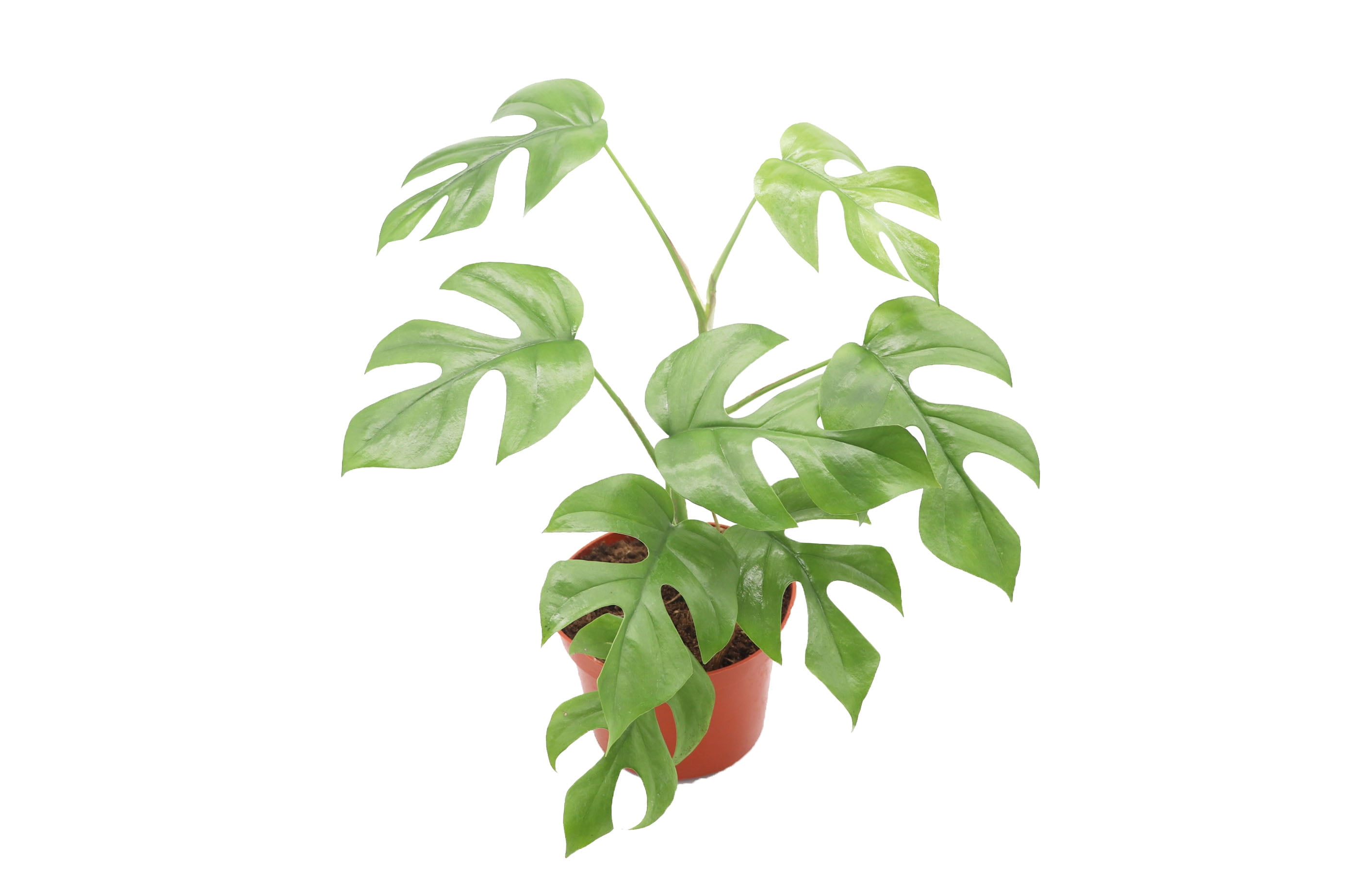 Mini Monstera - 6" from California Tropicals - Walmart.com