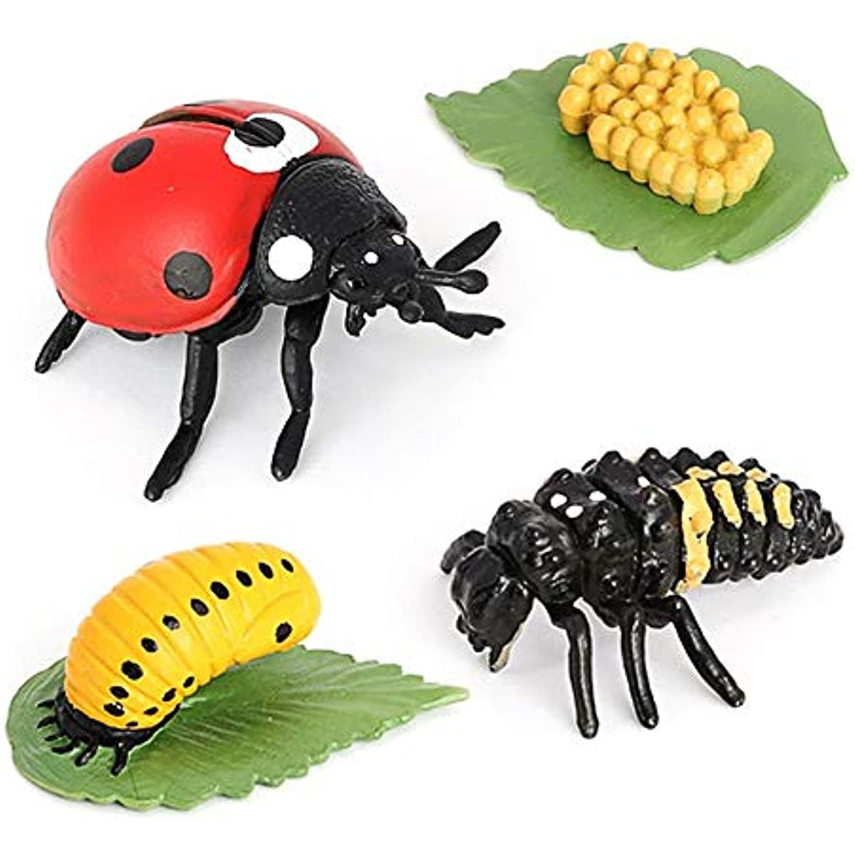 TANG DYNASTY 4PCS Lady Beetle Animal Life Cycle,Insect Growth Cycle ...