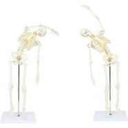 Life-size 70.8'' Medical School Skeleton Model with Rolling Stand ...