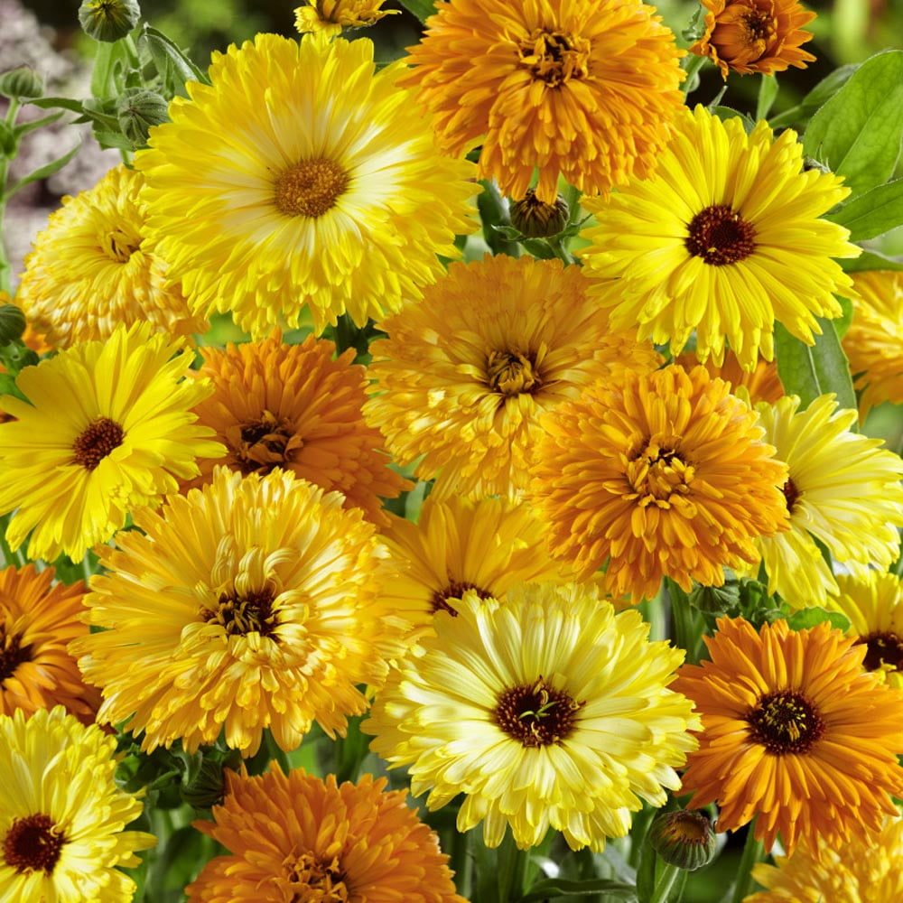 Outsidepride Calendula Flower Seed Mix - 0.25 LB - Walmart.com