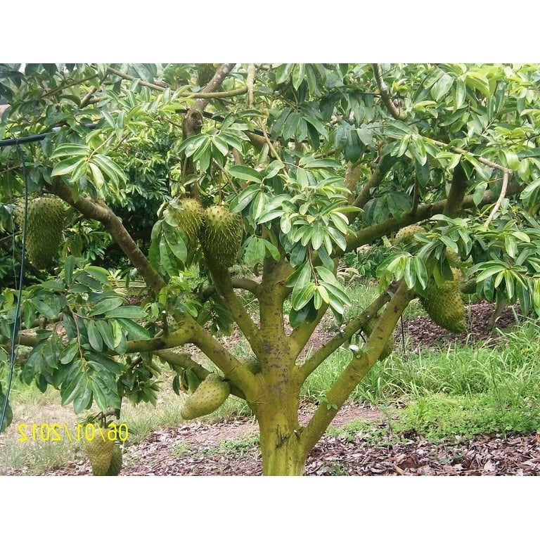 Soursop Tree