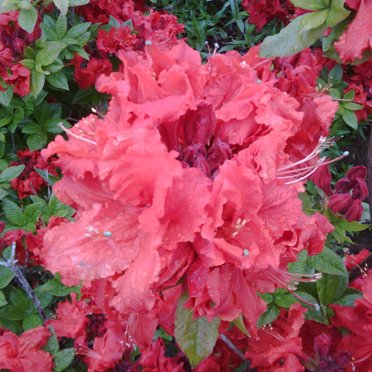 PJM Elite Star Rhododendron Bush Potted Broadleaf Evergreen Flowering ...