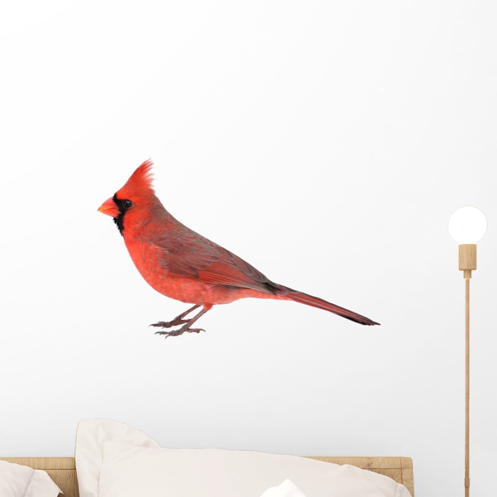 Northern Cardinal Cardinalis Cardinalis Wall Decal by Wallmonkeys Peel ...