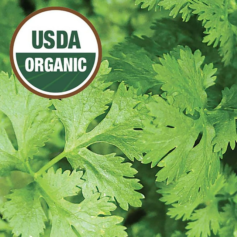 Cilantro Leaves In Tagalog