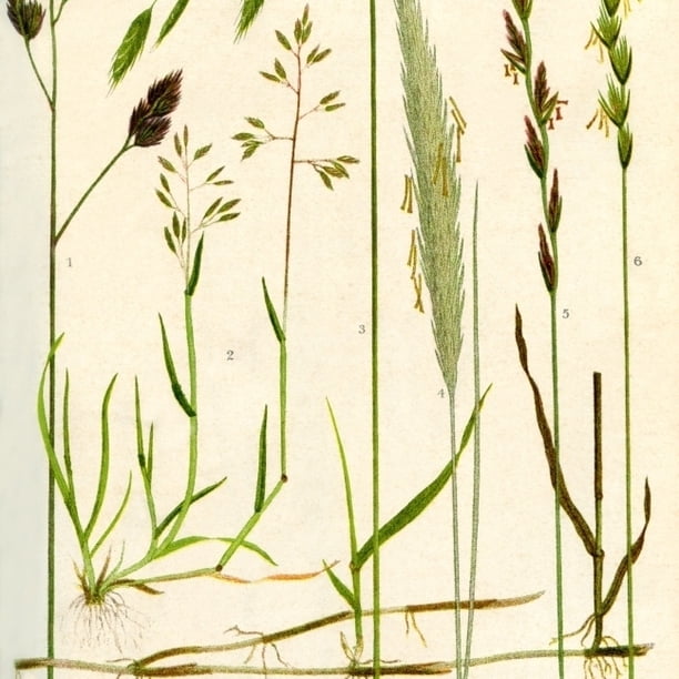 Grass Couch
