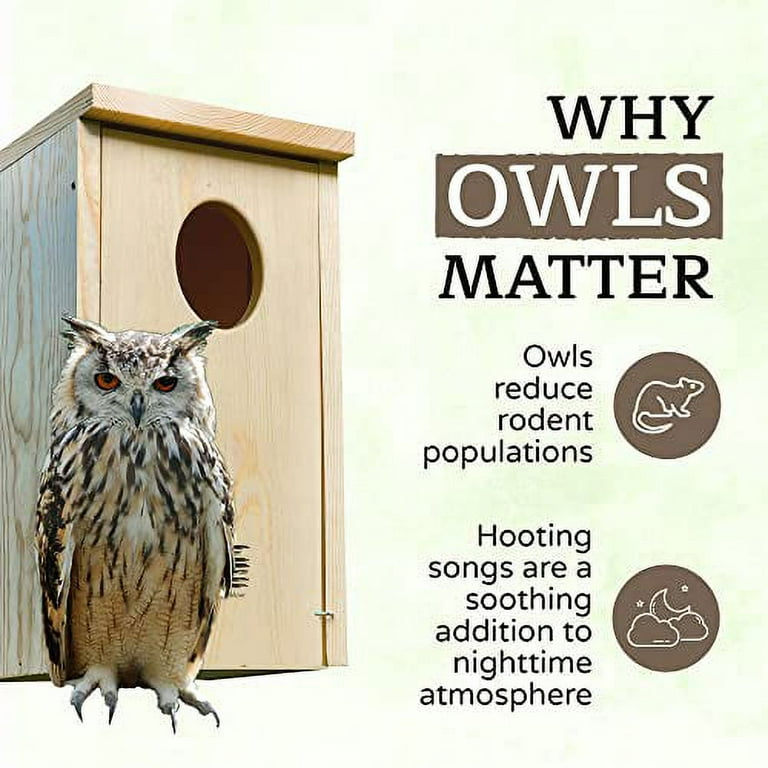 Owl Types Of Bird Houses