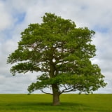 3 gal Swamp Chestnut Live Oak Tree with Full Sunlight - Walmart.com