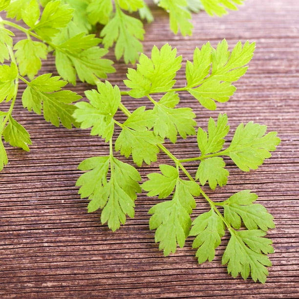 Curled Chervil Herb Garden Seeds - 1 Oz - Non-GMO, Heirloom Herbal ...