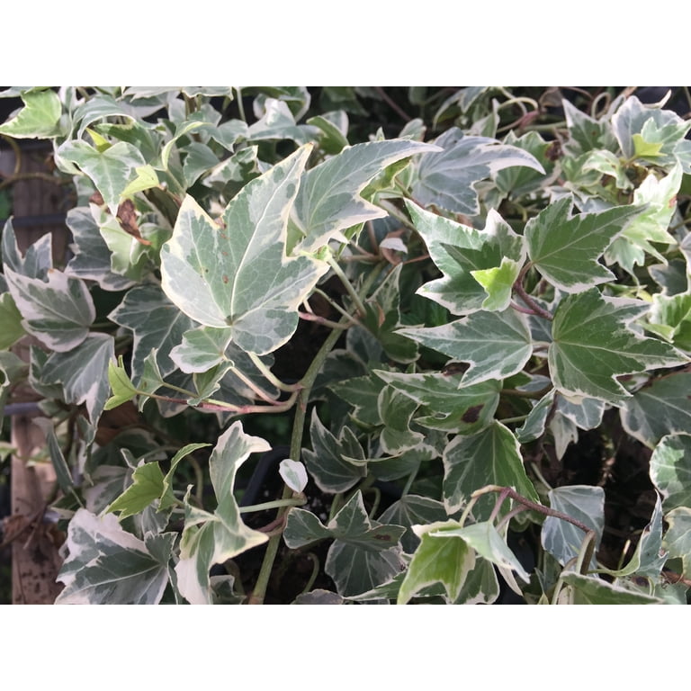 Variegated English Ivy