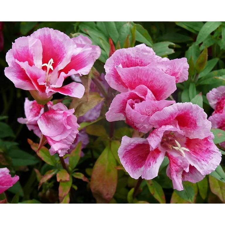 Clarkia Mix