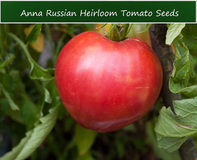 Tomato Seeds--Anna Russian Tomato-- 20 Vegetable Seeds -Heirloom- Old ...
