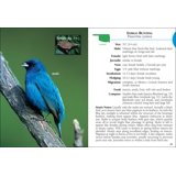 Bird Identification Guides: Birds of Oklahoma Field Guide (Paperback ...