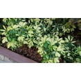 Arboricola Variegated Trinette 2 Extra Large 3 Gallon Plants Schefflera ...