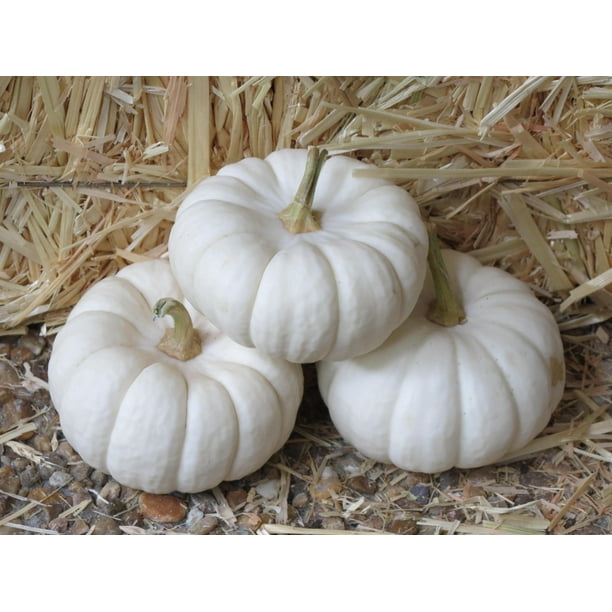 15 WHITE Baby Boo MINI PUMPKIN Miniature Cucurbita Pepo Vegetable Seeds ...