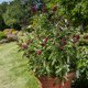 First Editions Buddleia Funky Fuchsia Live Shrub (2 Gallon) - Walmart.com