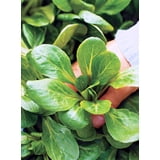 TomorrowSeeds - Dutch Corn Salad (Mache or Lamb's Lettuce) Seeds - 4500 ...