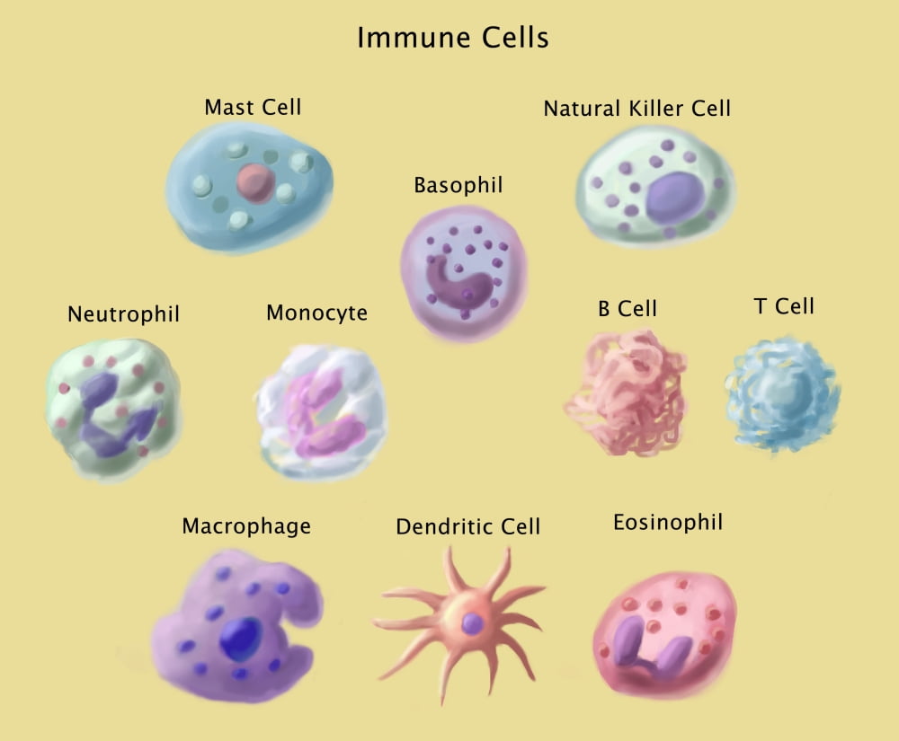 Mapping The Types And Traits Of Immune Cells