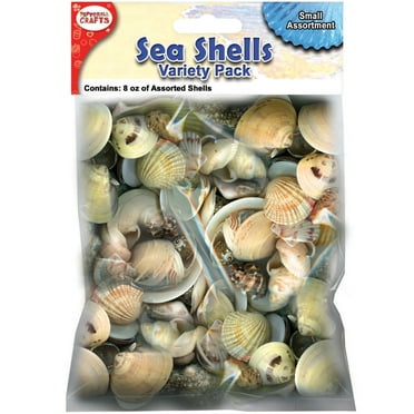 Alabaster Murex Seashell 4-5" - Walmart.com