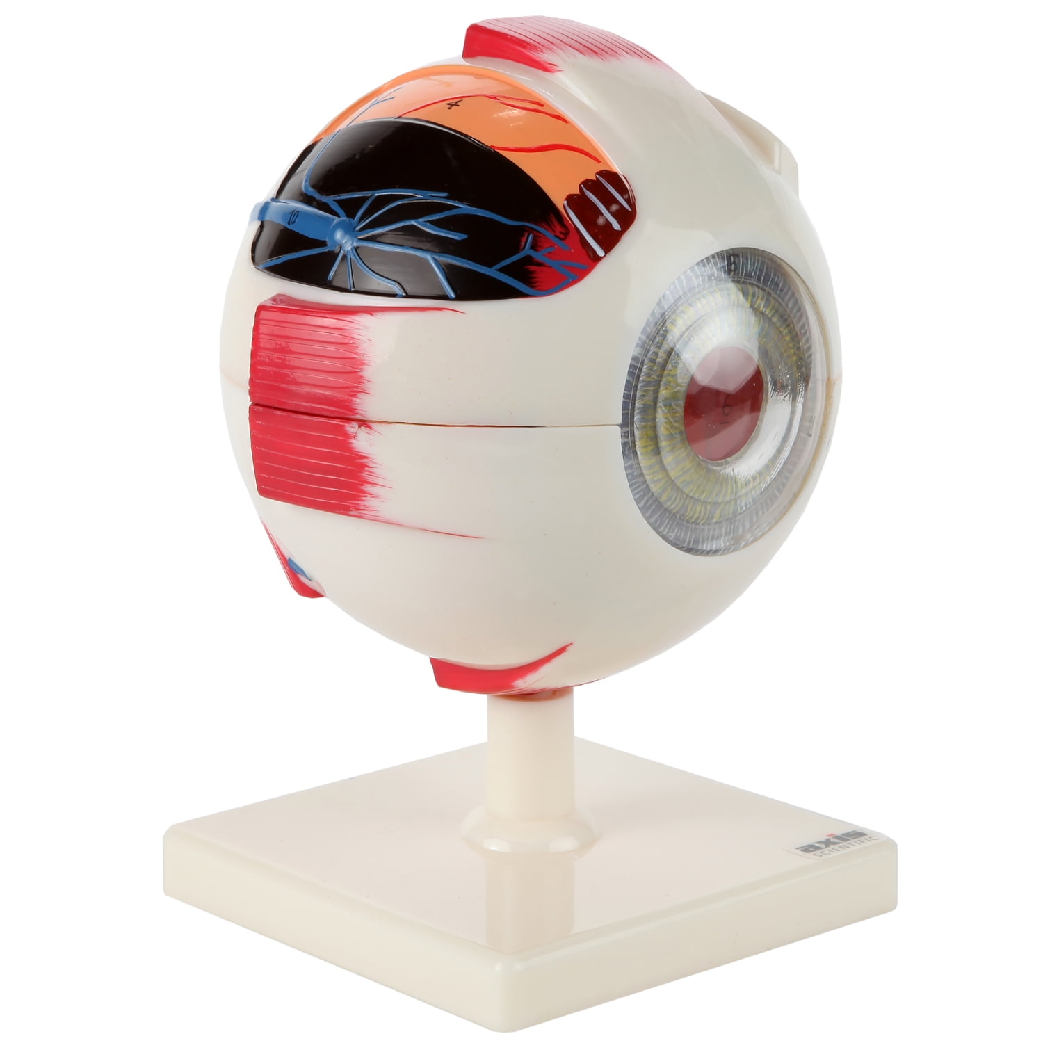 Axis Scientific 5X Enlarged Human Eye Model, Eyeball Anatomy, Multi ...