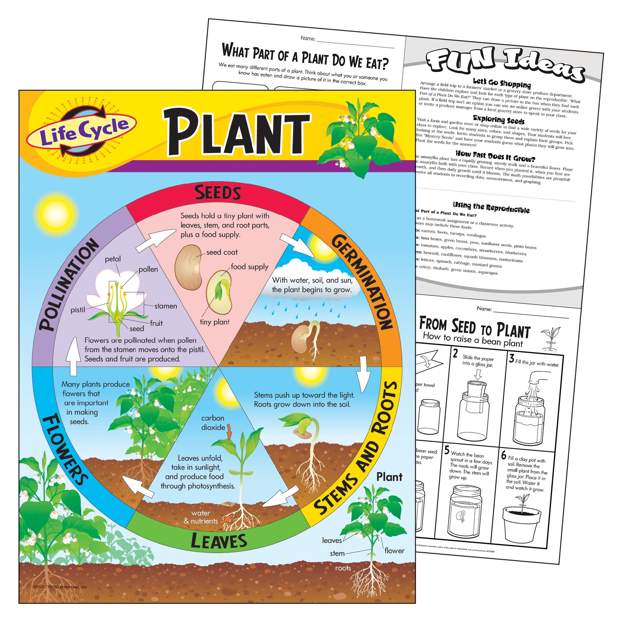 Mustard Seed Plant Life Cycle