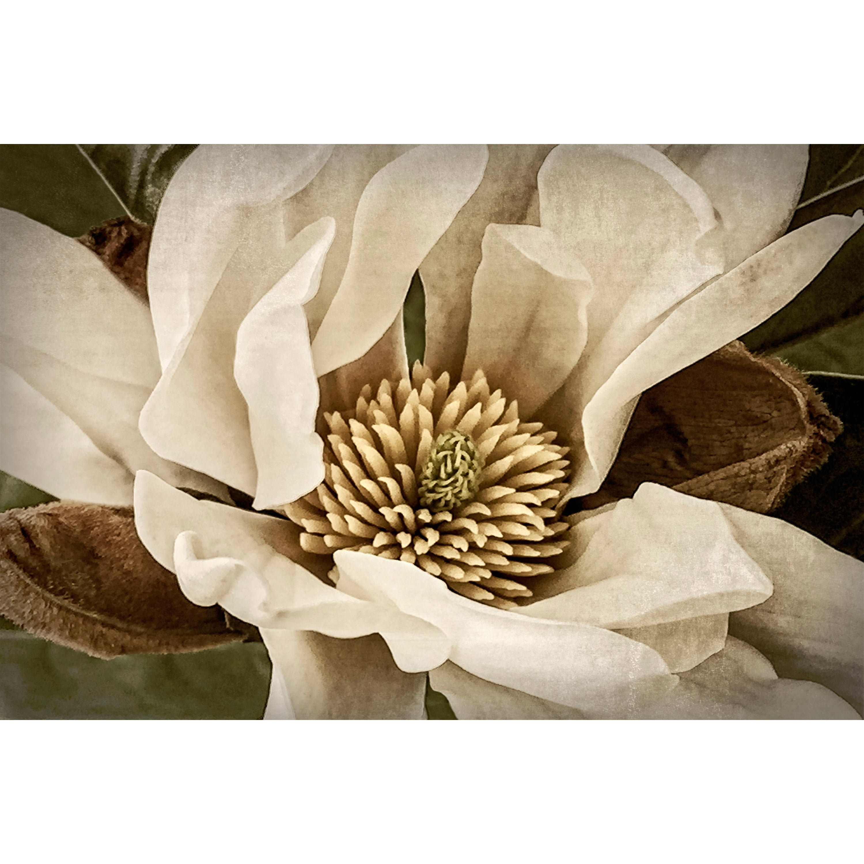 Marmont Hill Classic Magnolia II Canvas Wall Art - Walmart.com ...