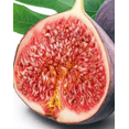 Hardy Chicago Edible Fig Plant - Ficus carica - The Hardiest Fig - 2.5 ...