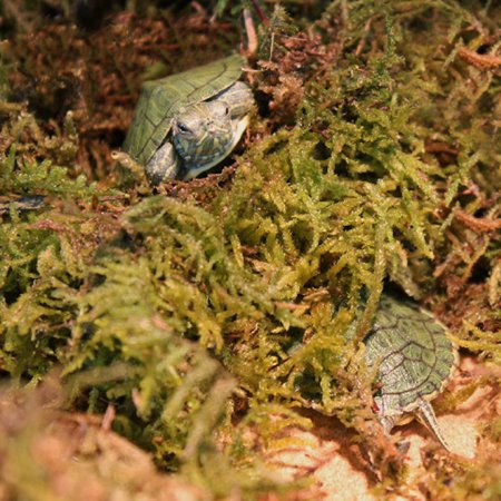 Reptile Moss, Water Absorption Moss For Reptiles, Moisturizing For Pet ...