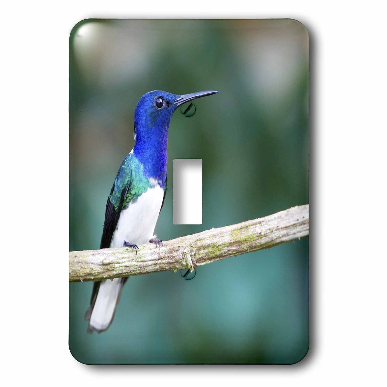 Panama Canal, Snowy-bellied hummingbird - SA15 BJA0010 - Jaynes Gallery ...