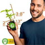 Wellspring Gardens Issai Kiwi Live Plant - Self-Fertile Actinidia ...