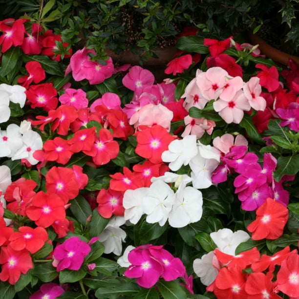 Annual Vinca Colors