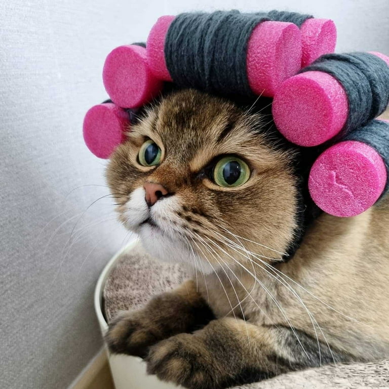 Cats With Wigs