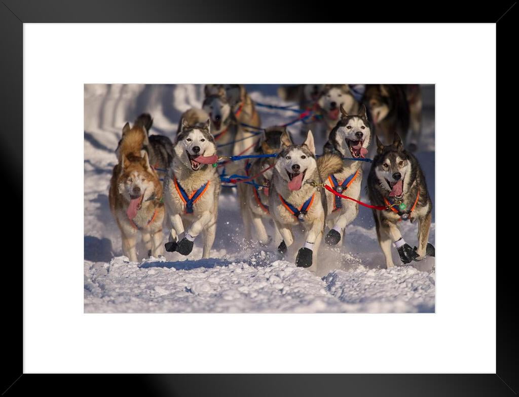 Iditarod Huskies Pulling Dog Sled Dog Posters For Wall Funny Dog Wall ...