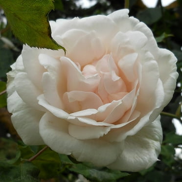 Potted Welsh Gold Heirloom Roses - Delivered Live Orange Flower Rose ...