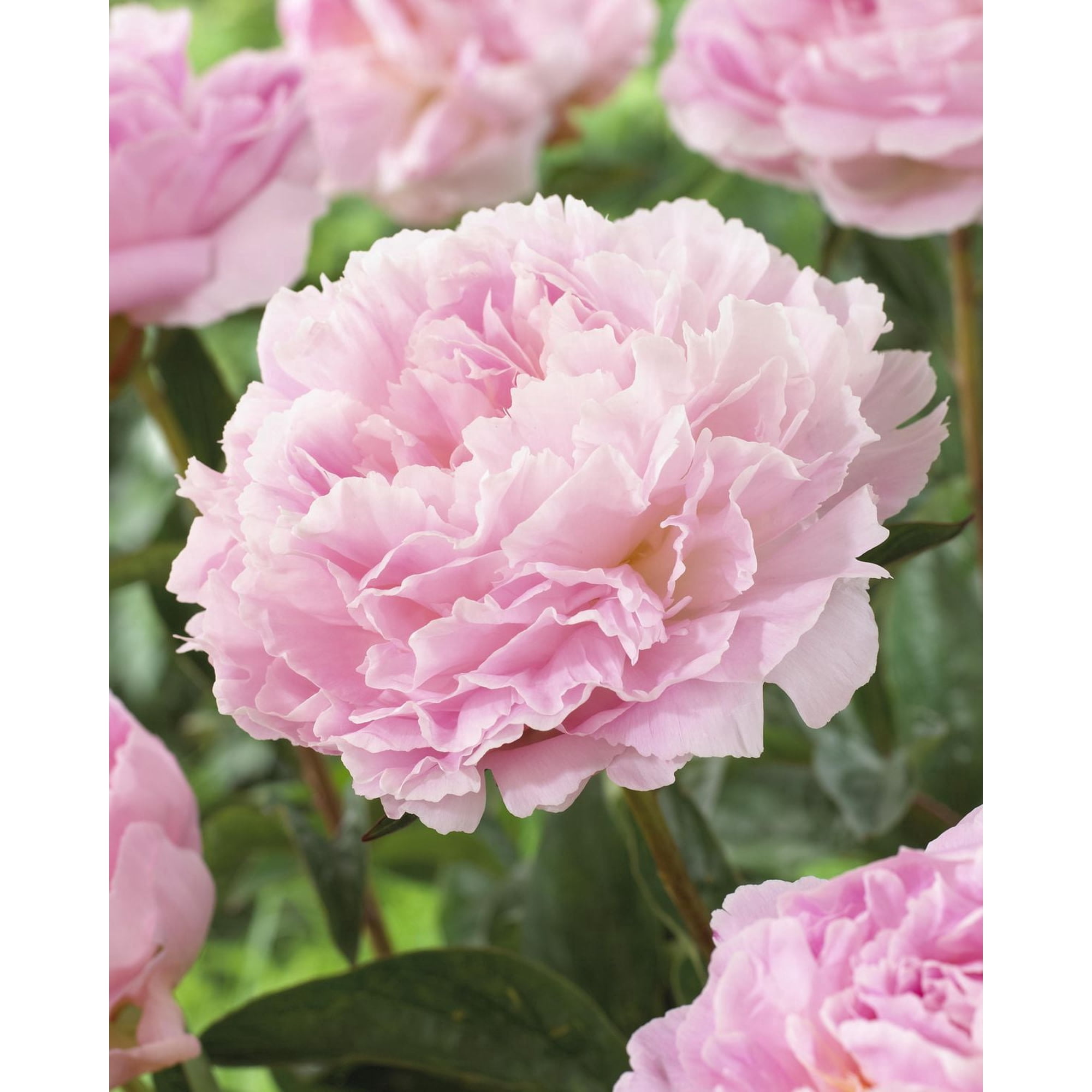 Click here for Tasc Flower Bulbs- Peony Sarah Bernhardt prices