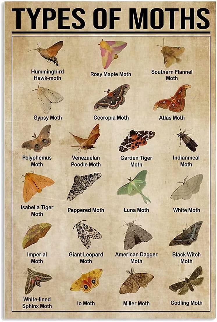 Different Types Of Moth