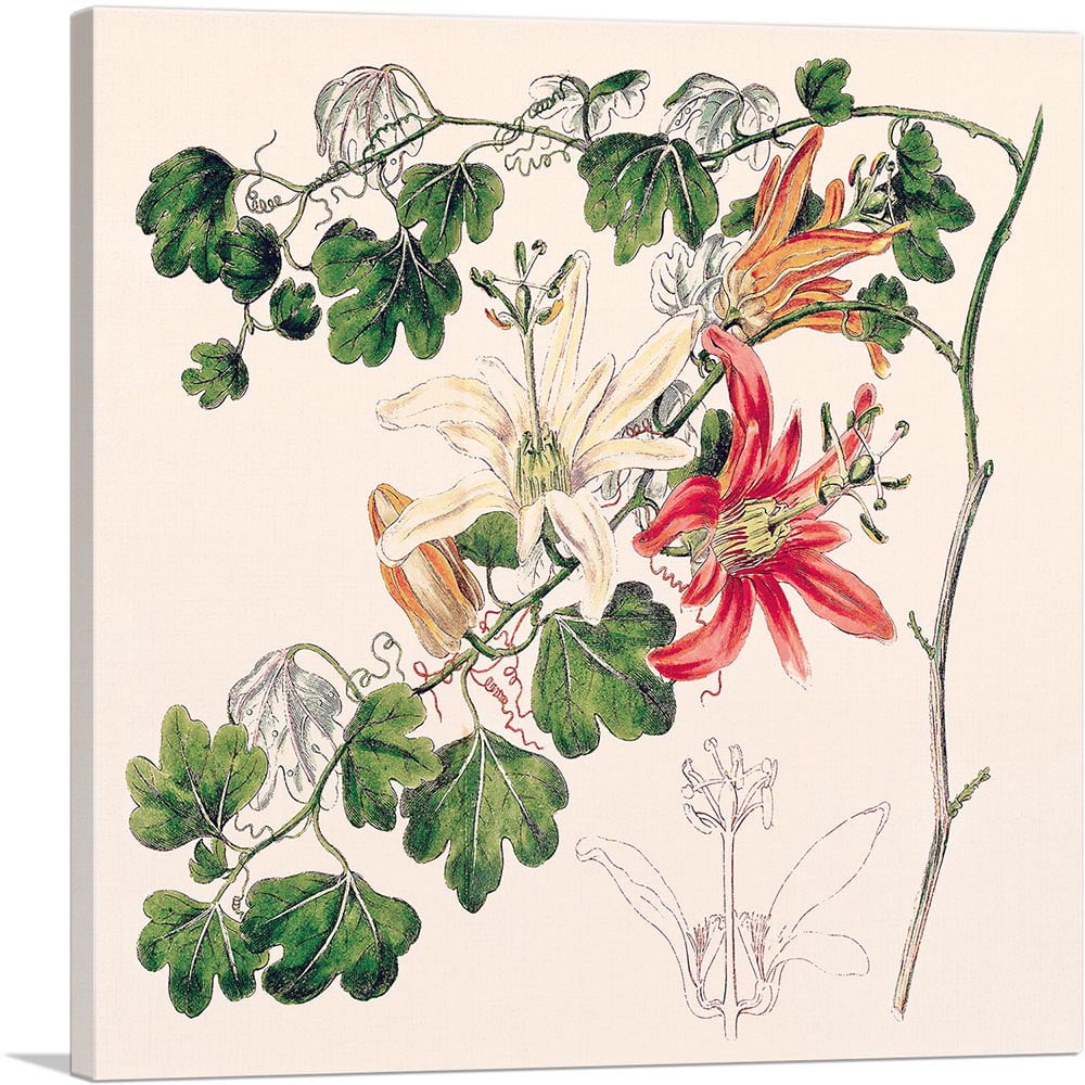 ARTCANVAS Passion Flower Passionfruit 1817 Canvas Art Print by Sydenham ...