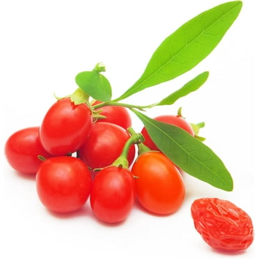Heirloom Goji Berry Seeds for Planting | Wolfberry | Non-GMO Garden ...