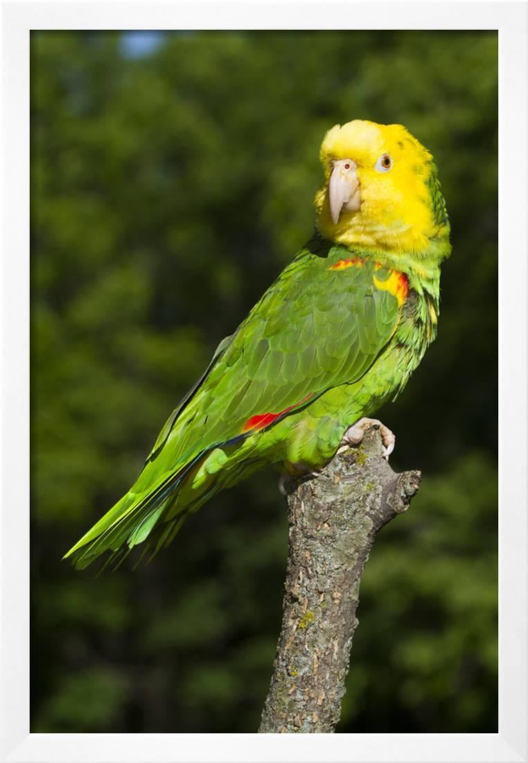 Yellow Naped Amazon Parrot