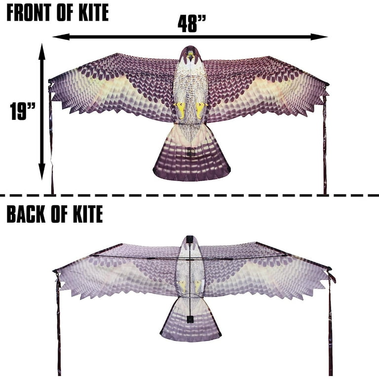 Kite Bird Of Prey