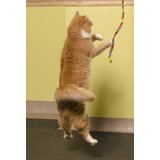 Cat Dancer Rainbow Charmer Cat Toy - Walmart.com