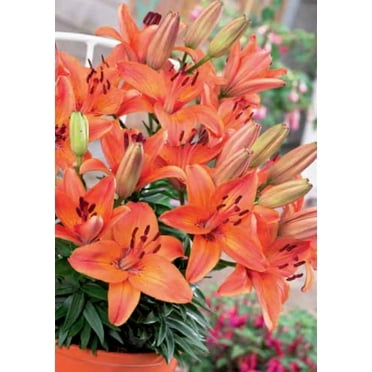 10 Roselily Felicia Bulbs - Walmart.com
