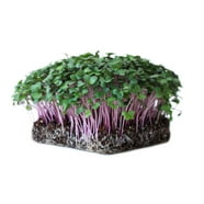 Rambo Purple Sprouting Radish Garden Seeds - 25 Lb - Non-GMO, Sprouting ...
