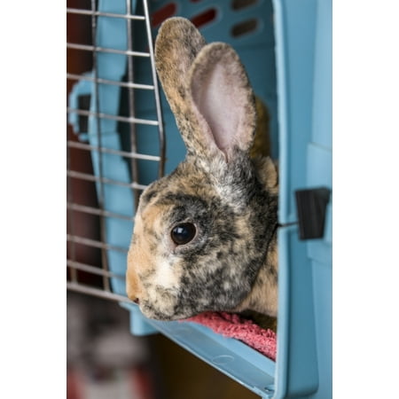Harlequin Mini Rex pet rabbit in a pet carrier. Poster Print by Janet ...