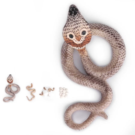 Fyydes Miniature Snake Toy,Plastic Animal Life Cycles,Cobra Growth Life ...